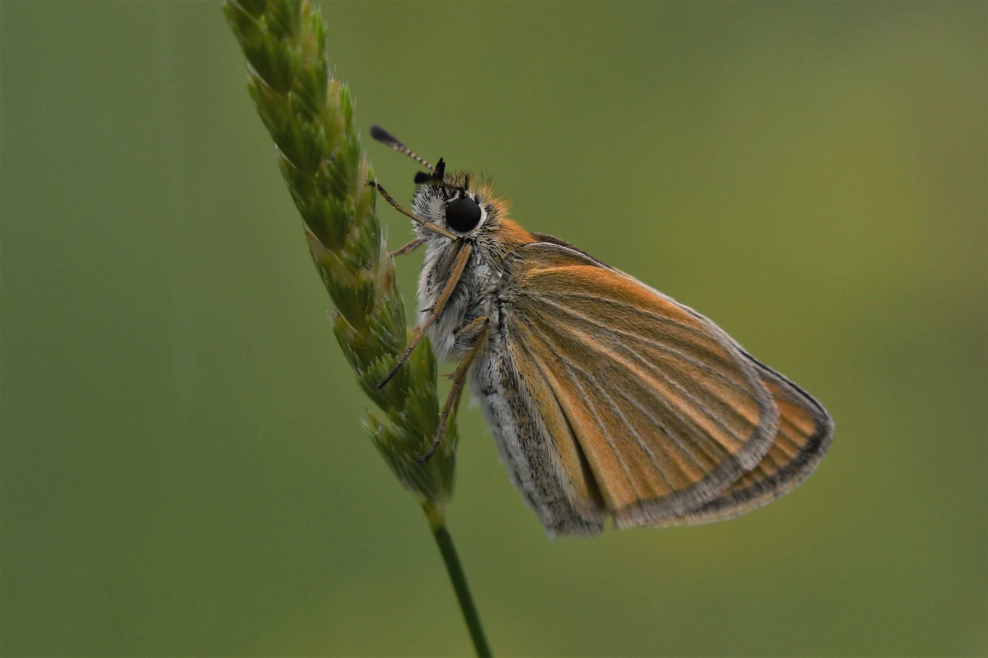 UTirana Fluturat Monographs