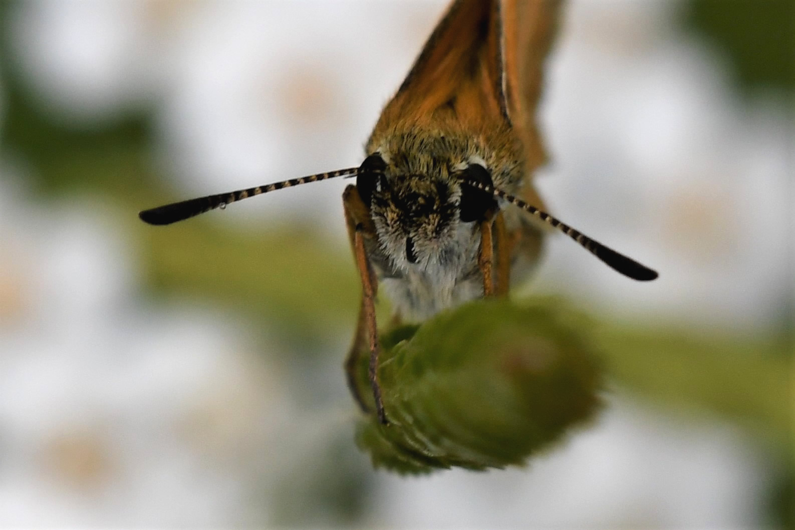 UTirana Fluturat Monographs