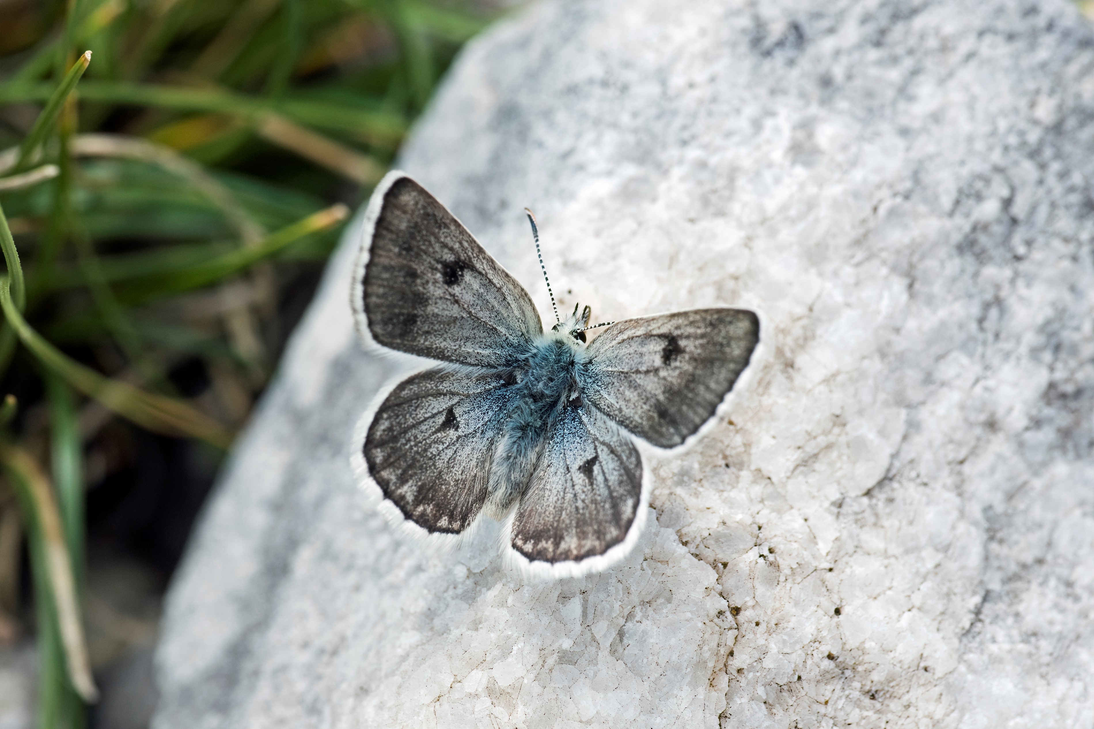 UTirana Fluturat Monographs