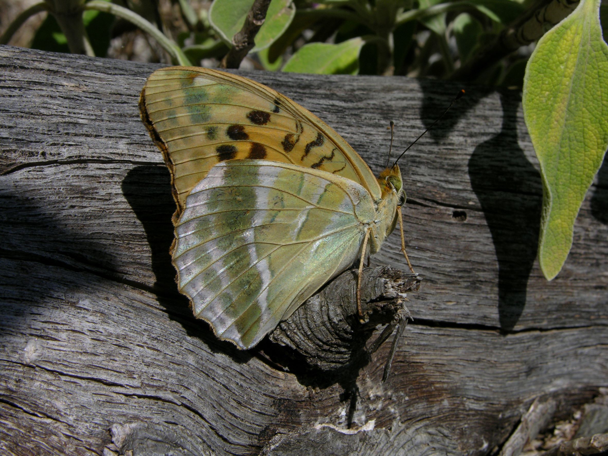 UTirana Fluturat Monographs