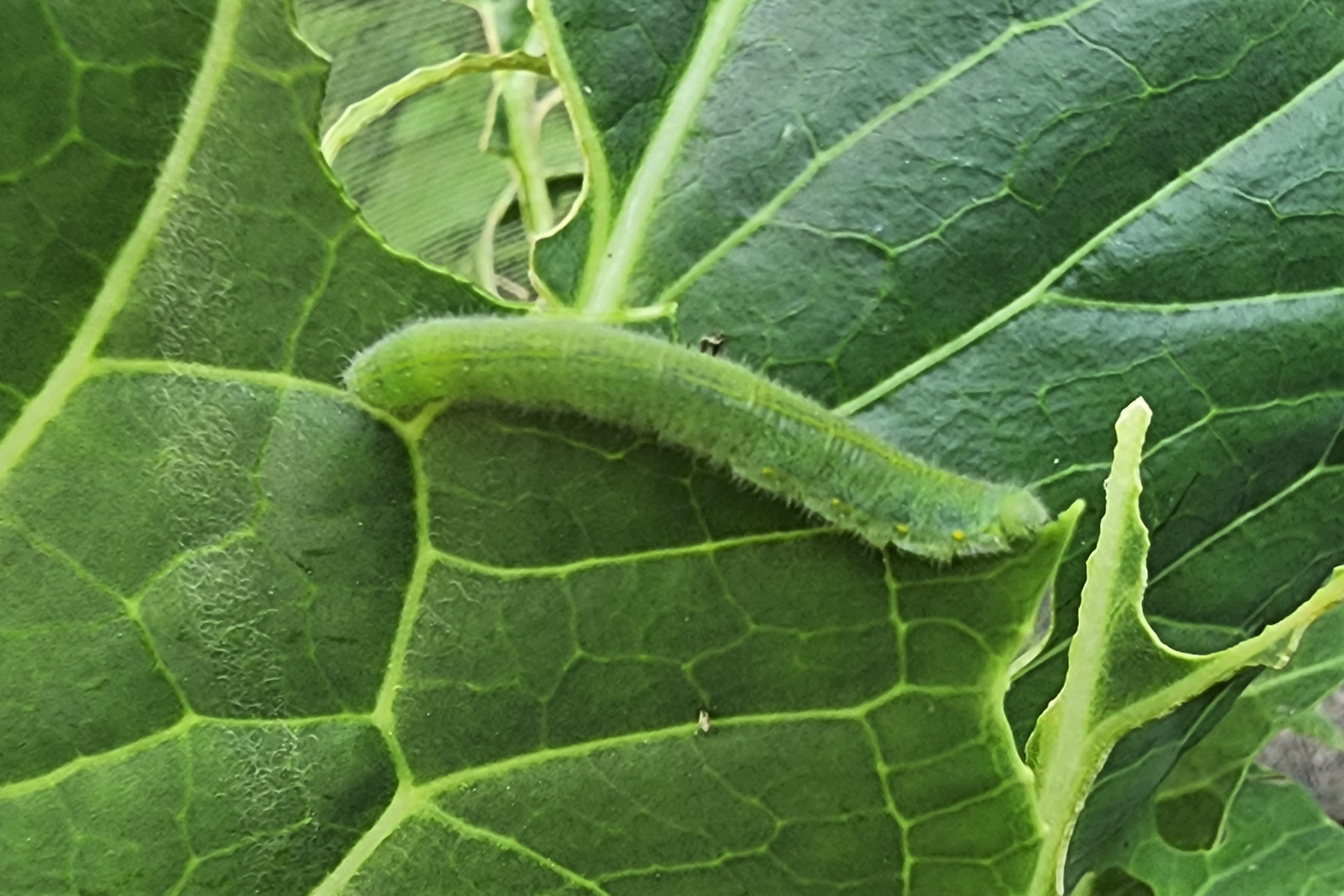 UTirana Fluturat Monographs