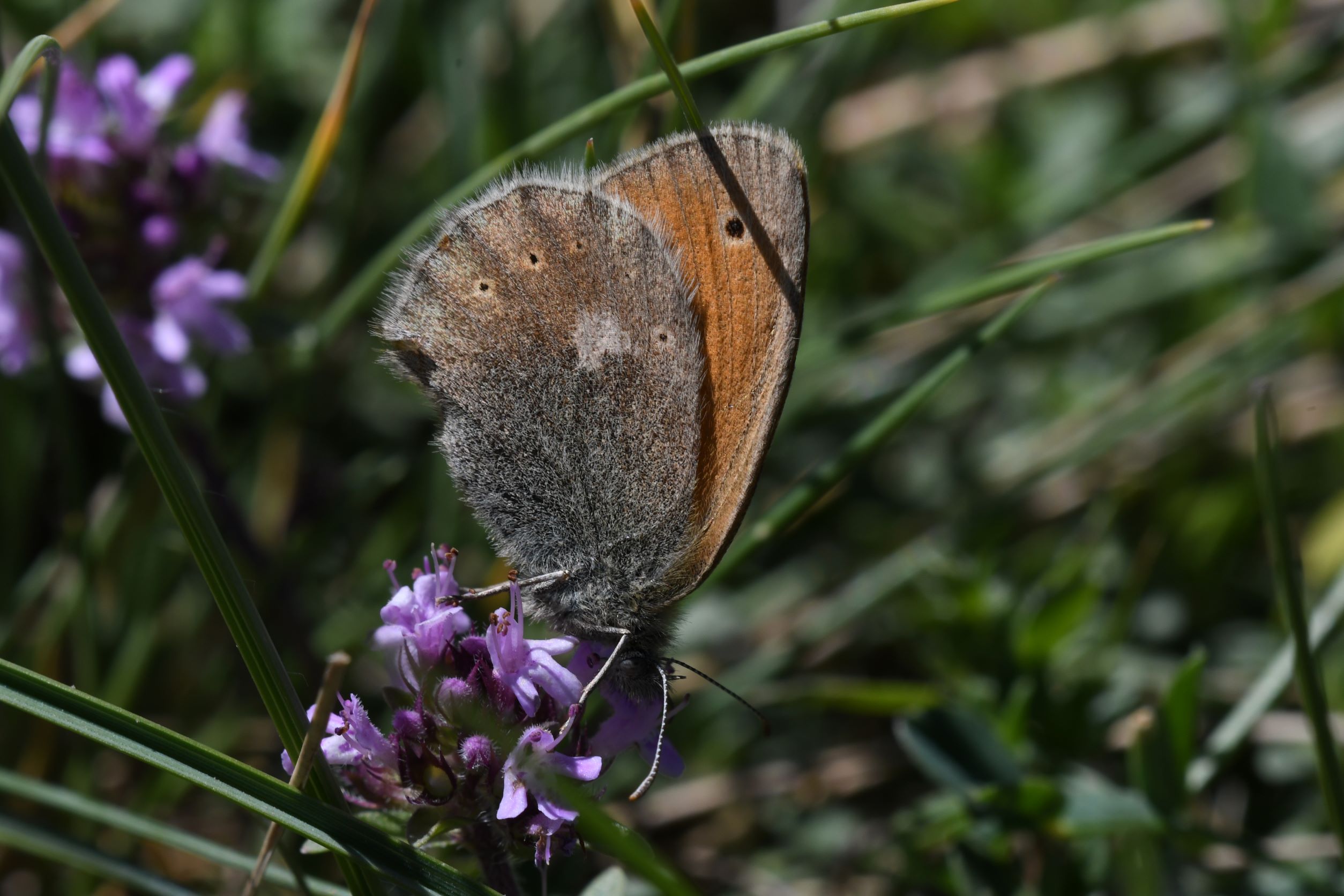UTirana Fluturat Monographs