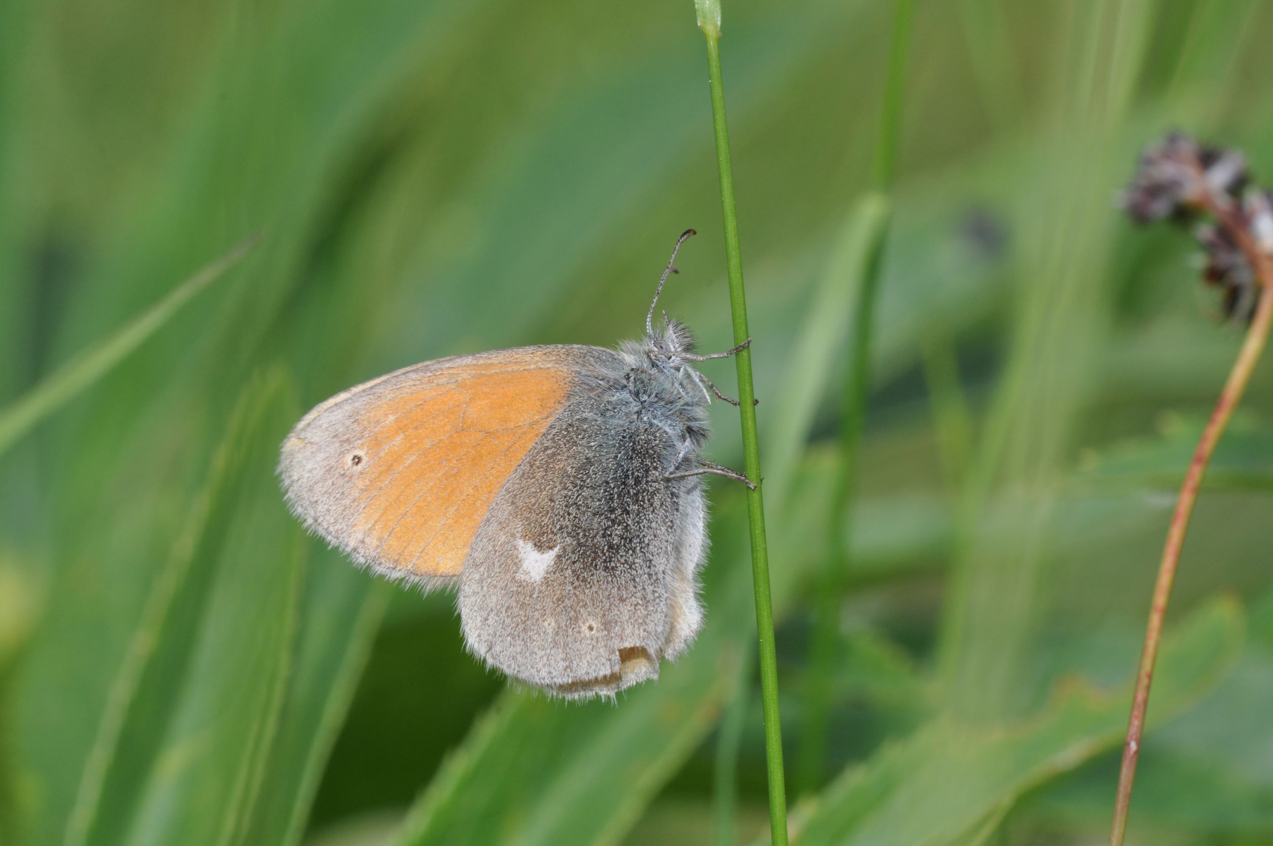 UTirana Fluturat Monographs