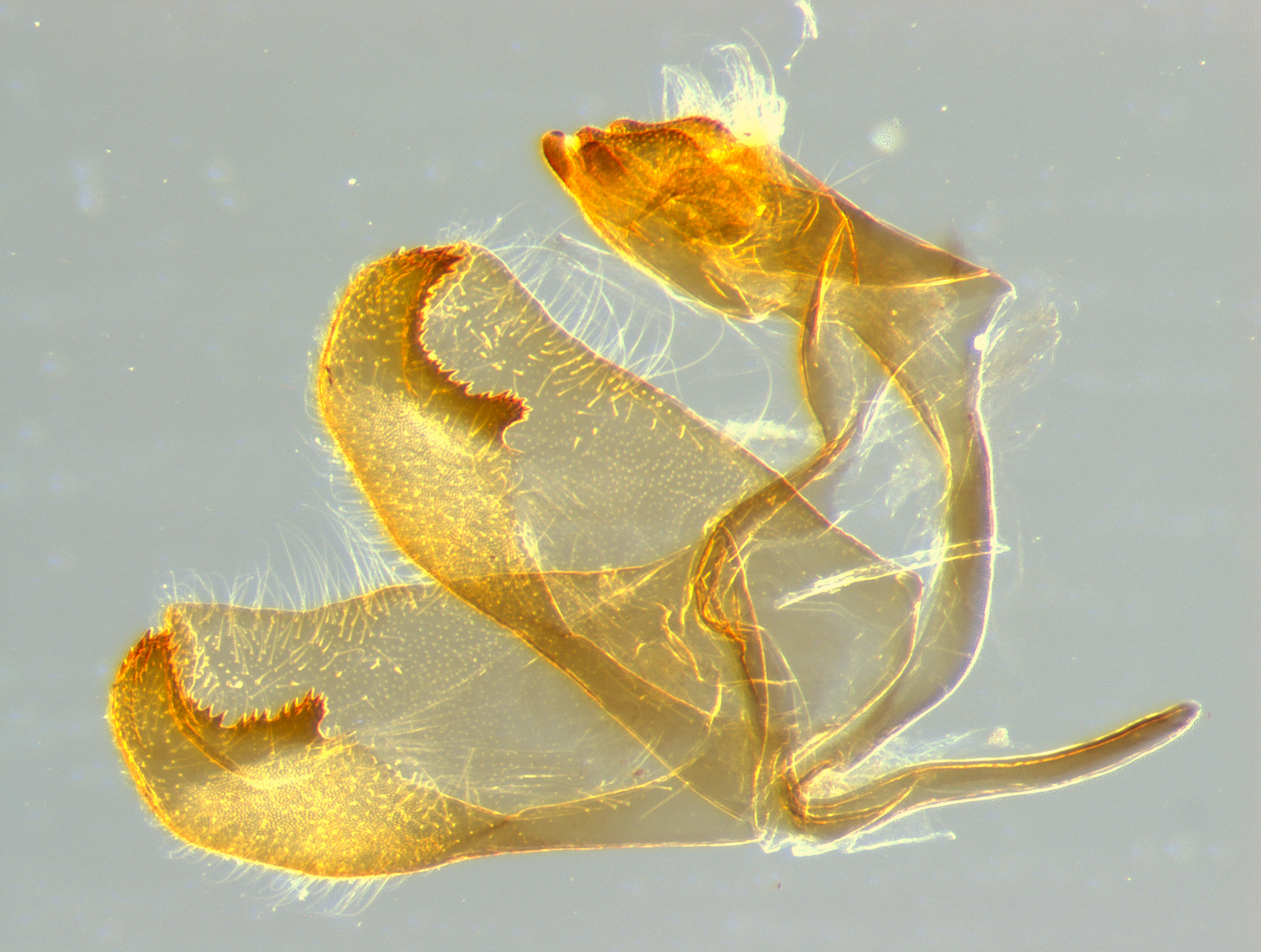 UTirana Fluturat Monographs