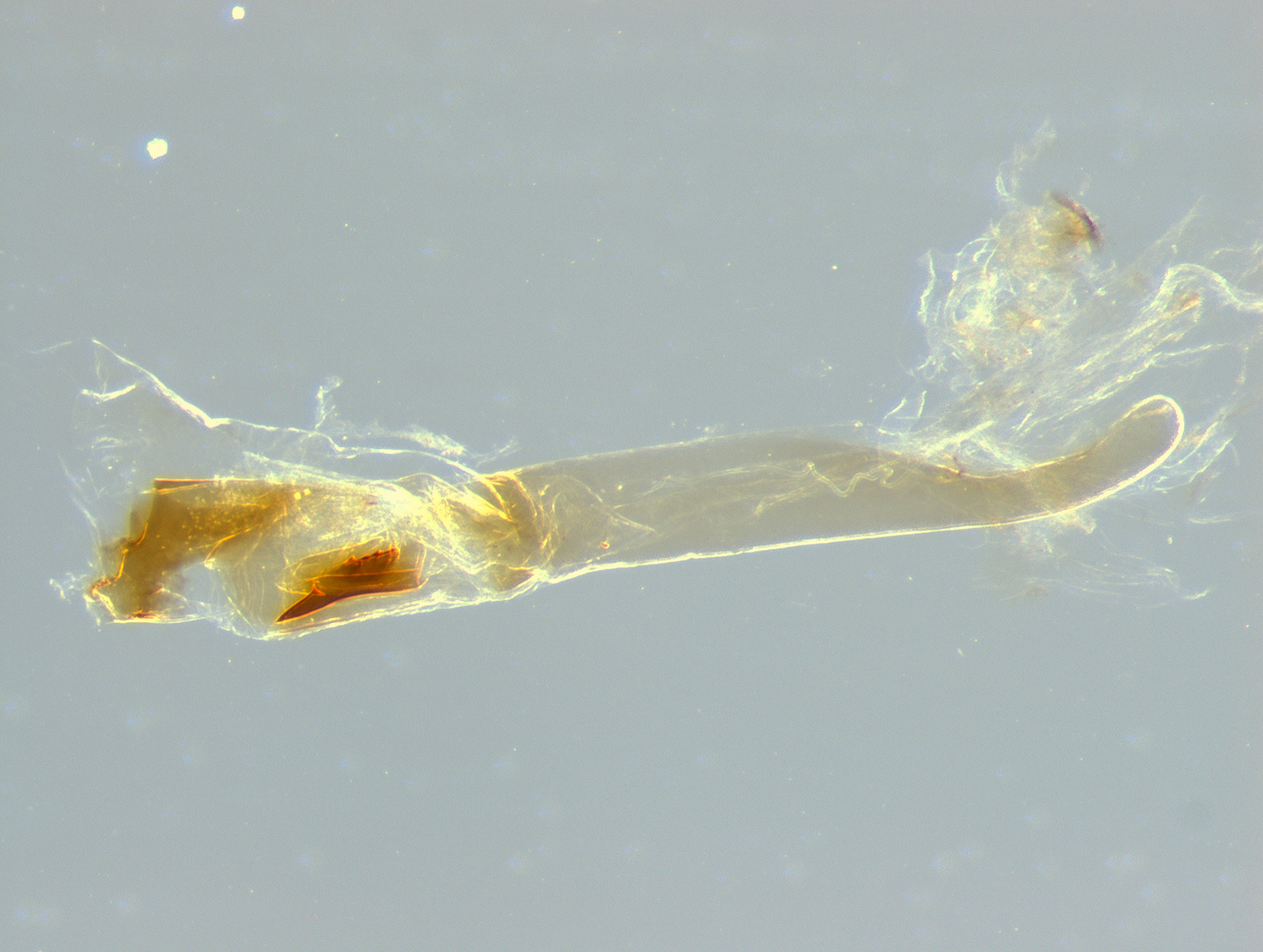 UTirana Fluturat Monographs