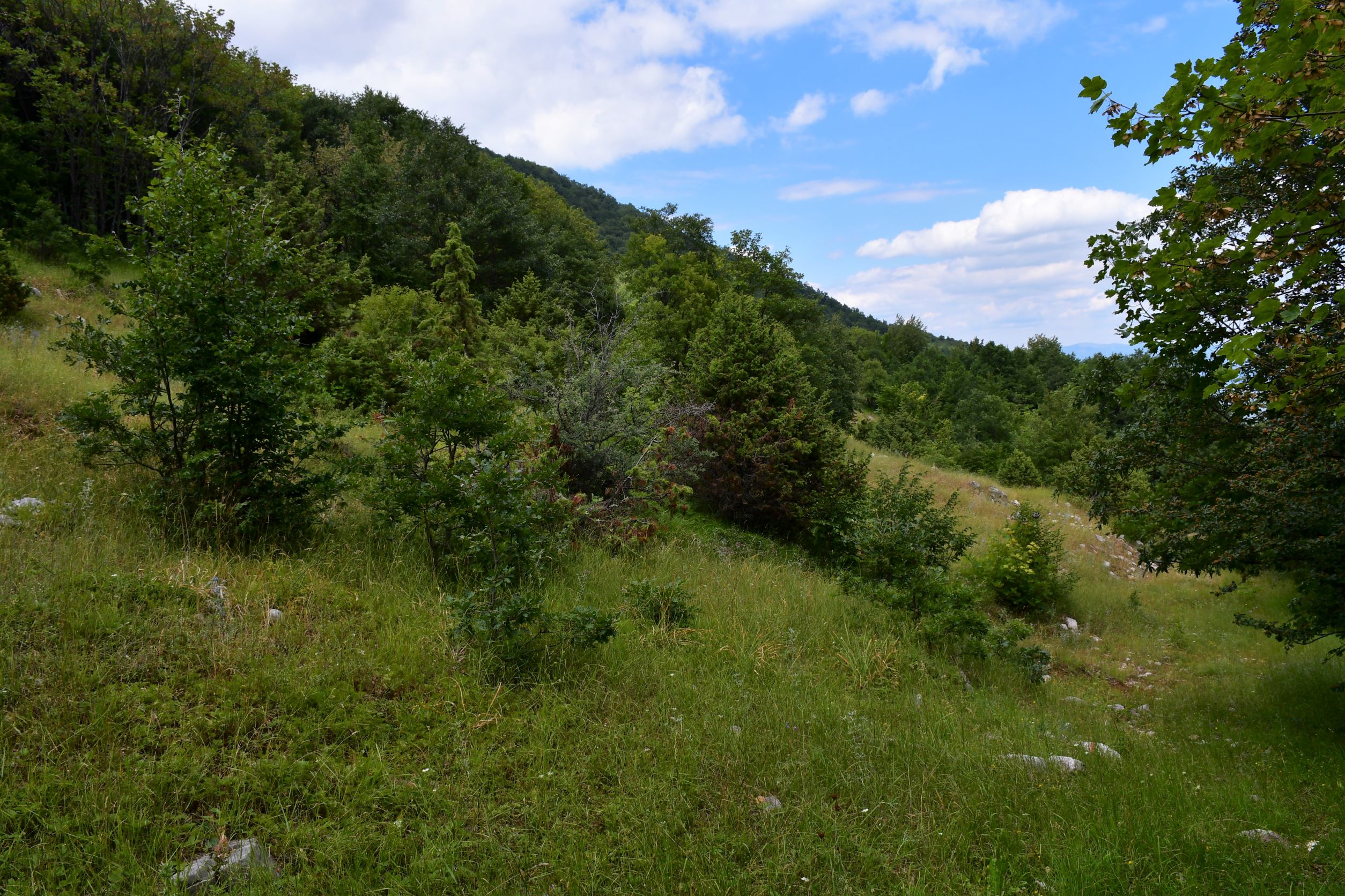 UTirana Fluturat Monographs