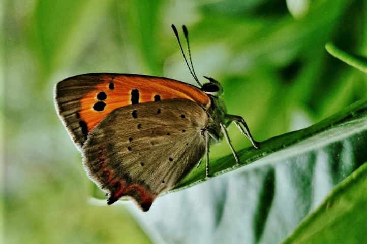 UTirana Fluturat Monographs