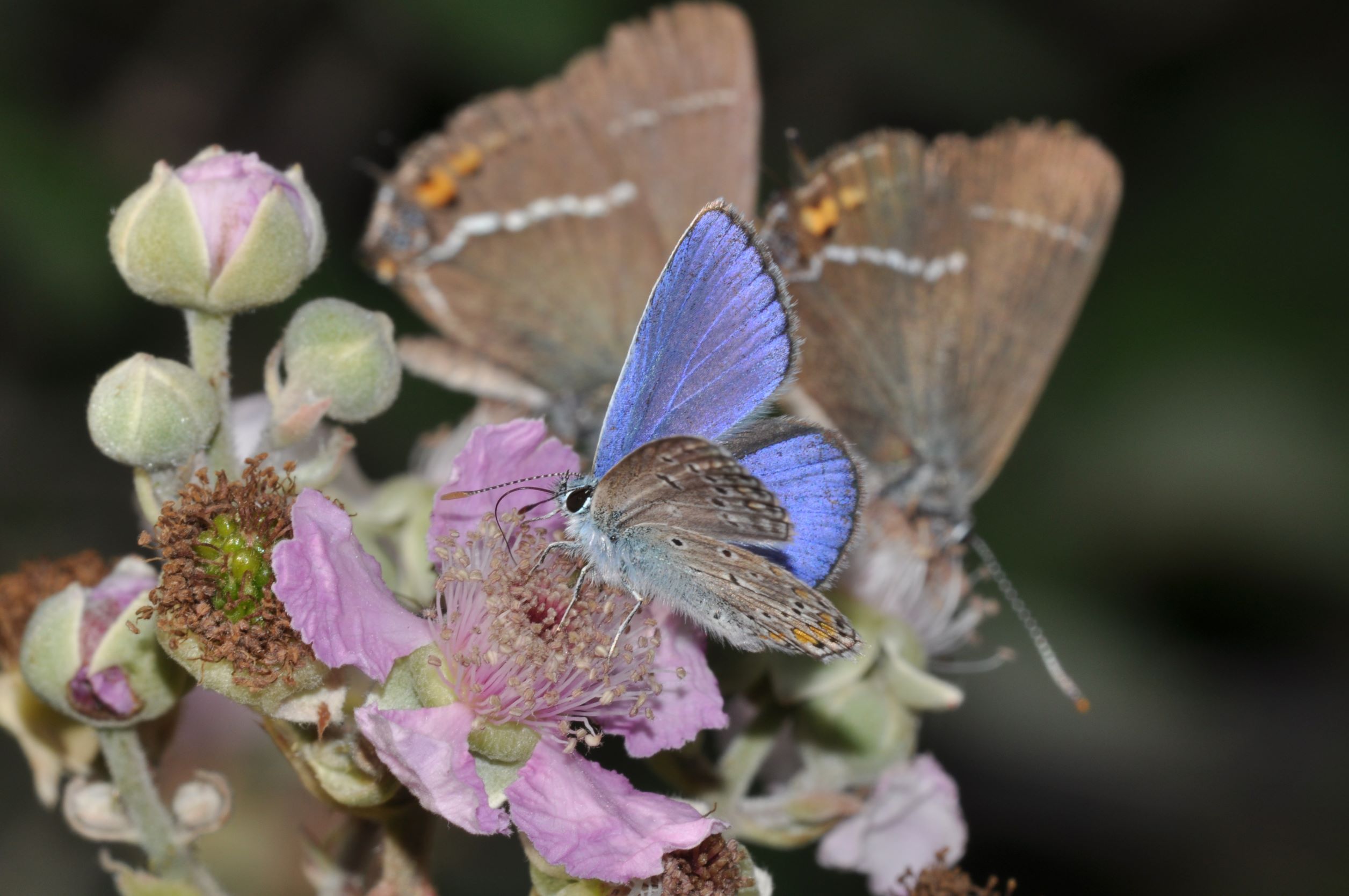 UTirana Fluturat Monographs