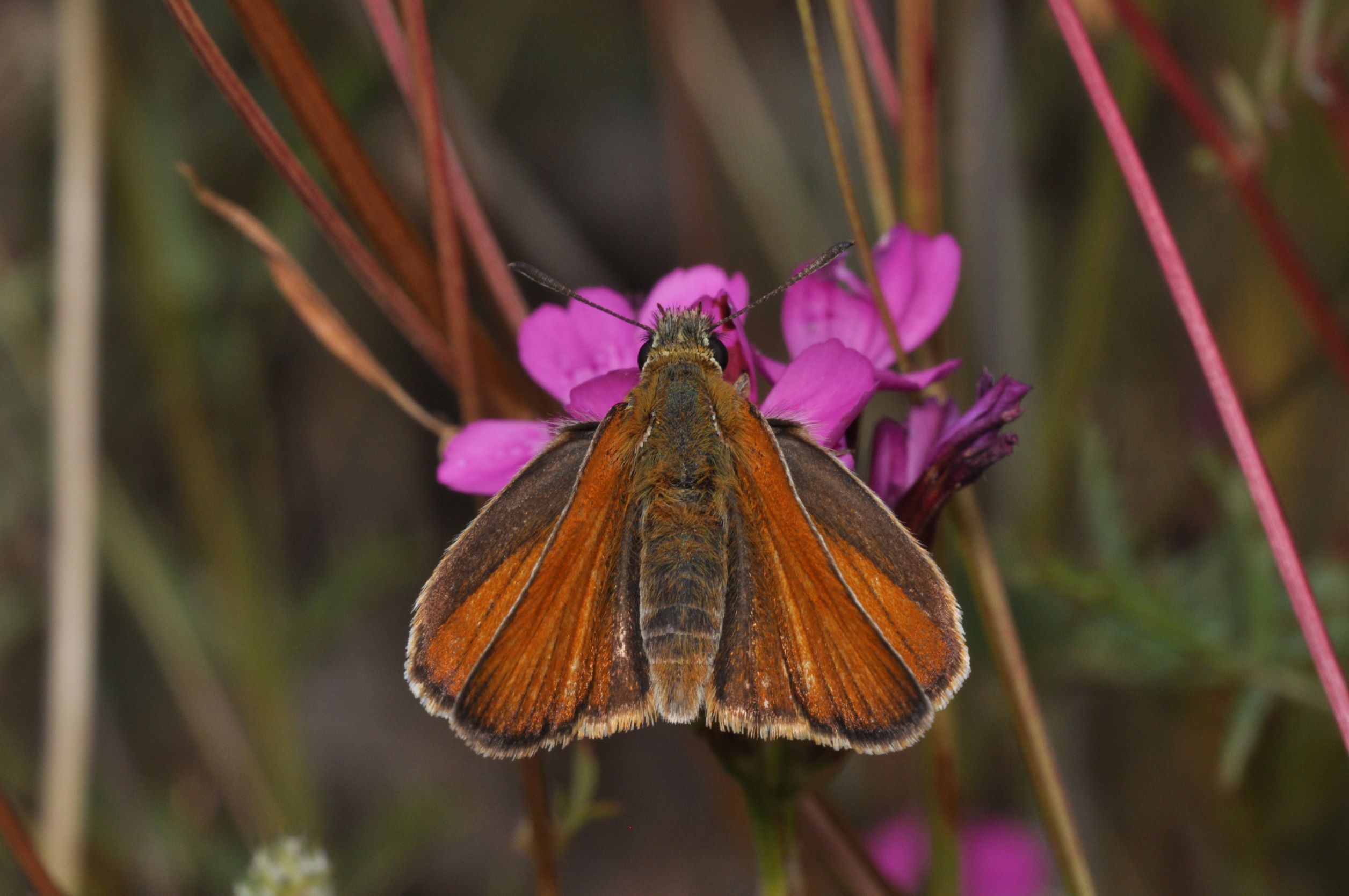 UTirana Fluturat Monographs